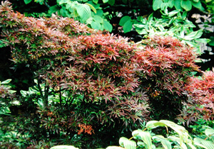 GPP Selection Committee | Great Plant Picks